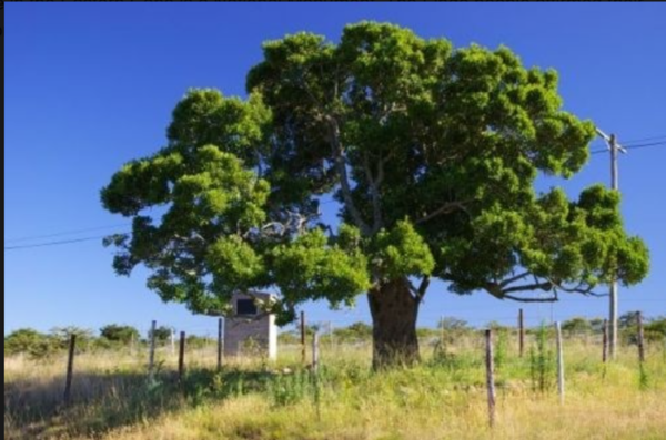 Port Elizabeth of Yore: The Story of the amaMfengu - The Casual Observer